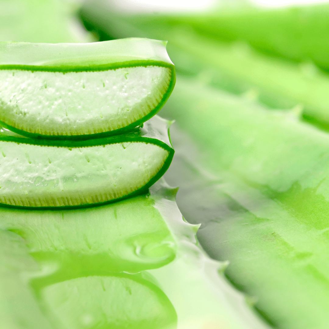 The History of Aloe Vera - Alogenic – Alogenic Certified Organic Aloe ...