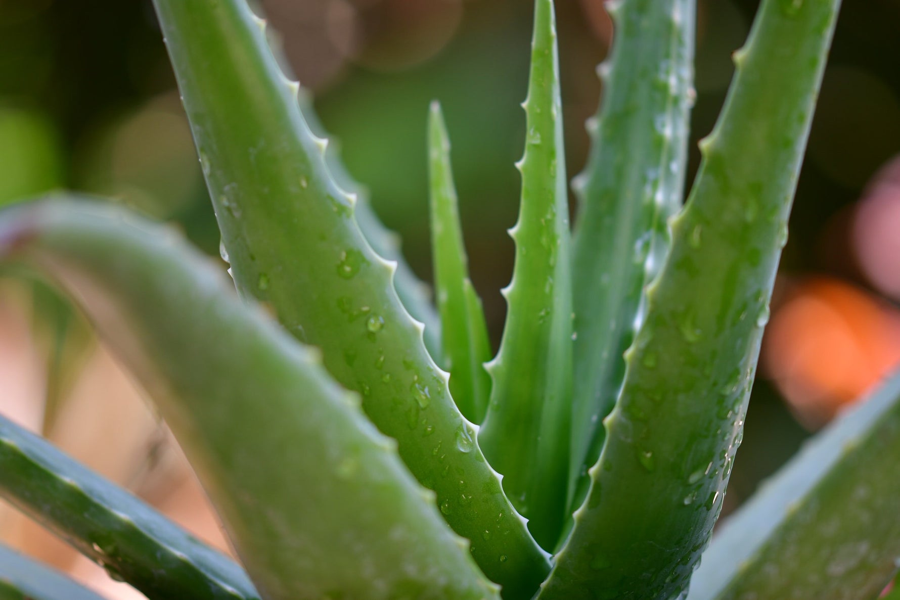The History of Aloe Vera - Alogenic – Alogenic Certified Organic Aloe ...